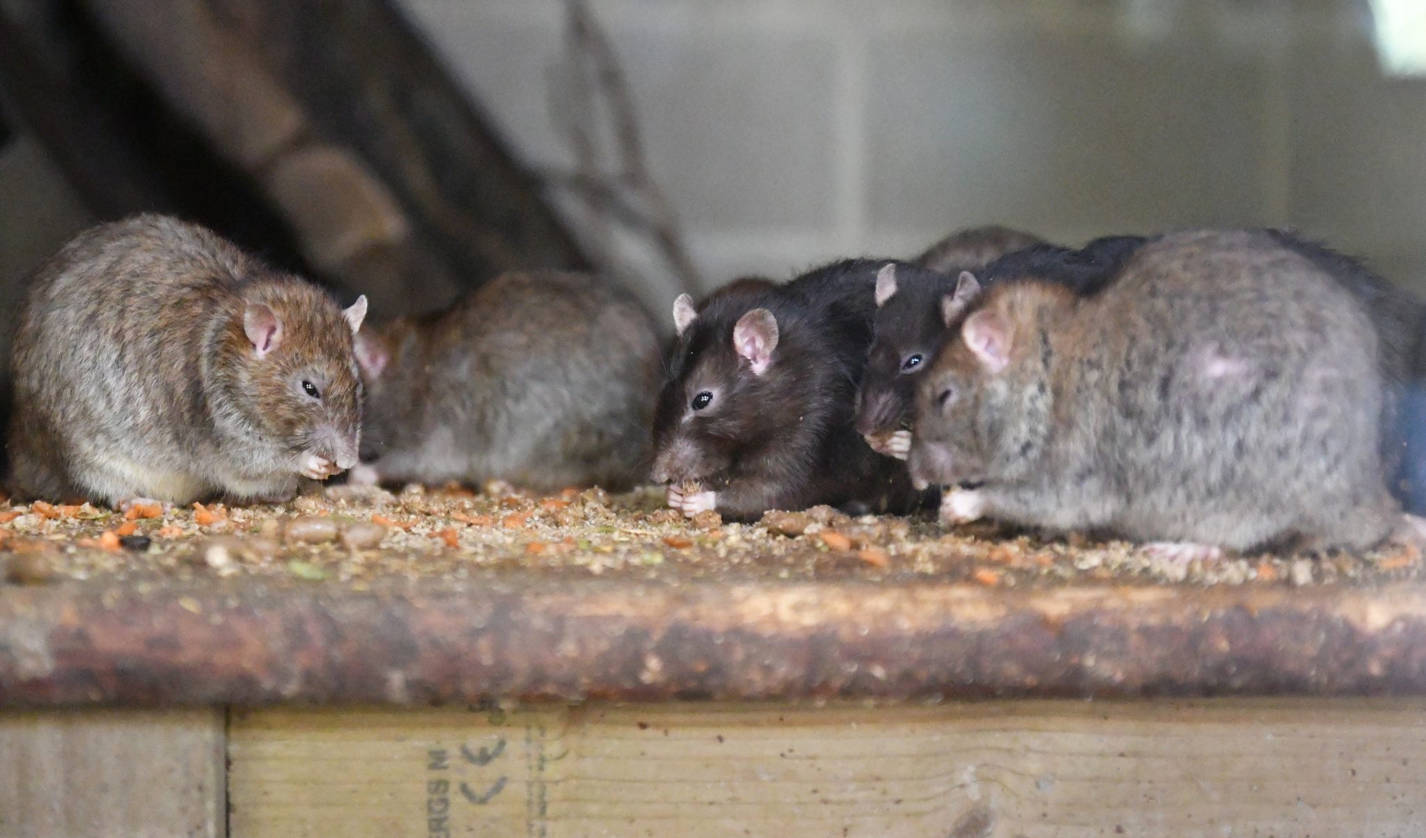 Controlling Rats! - Backyard Poultry